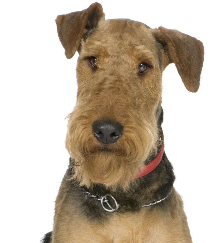 Airedale Terrier – BarkNet